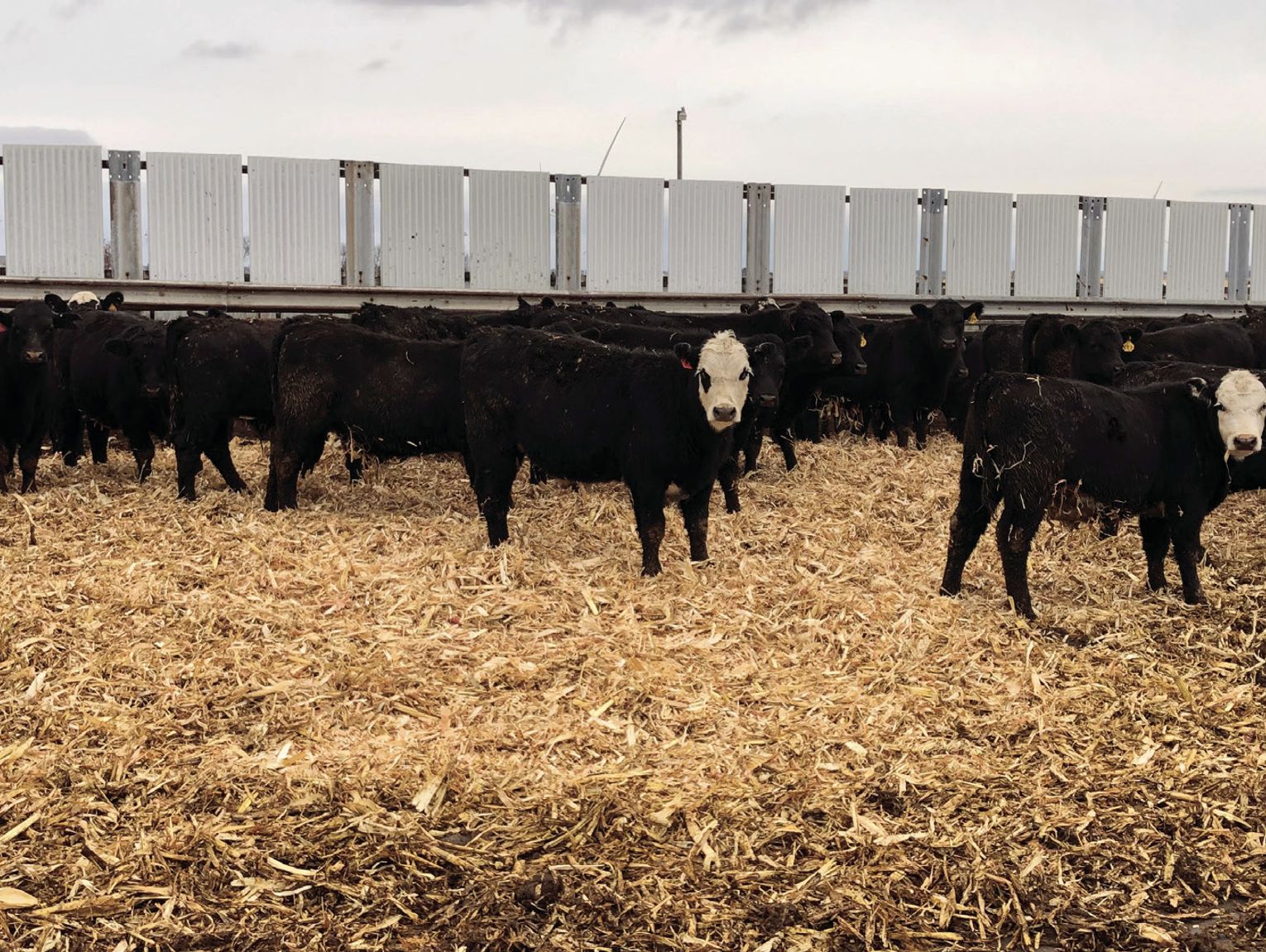 Bedding cattle yards and managing bed packs